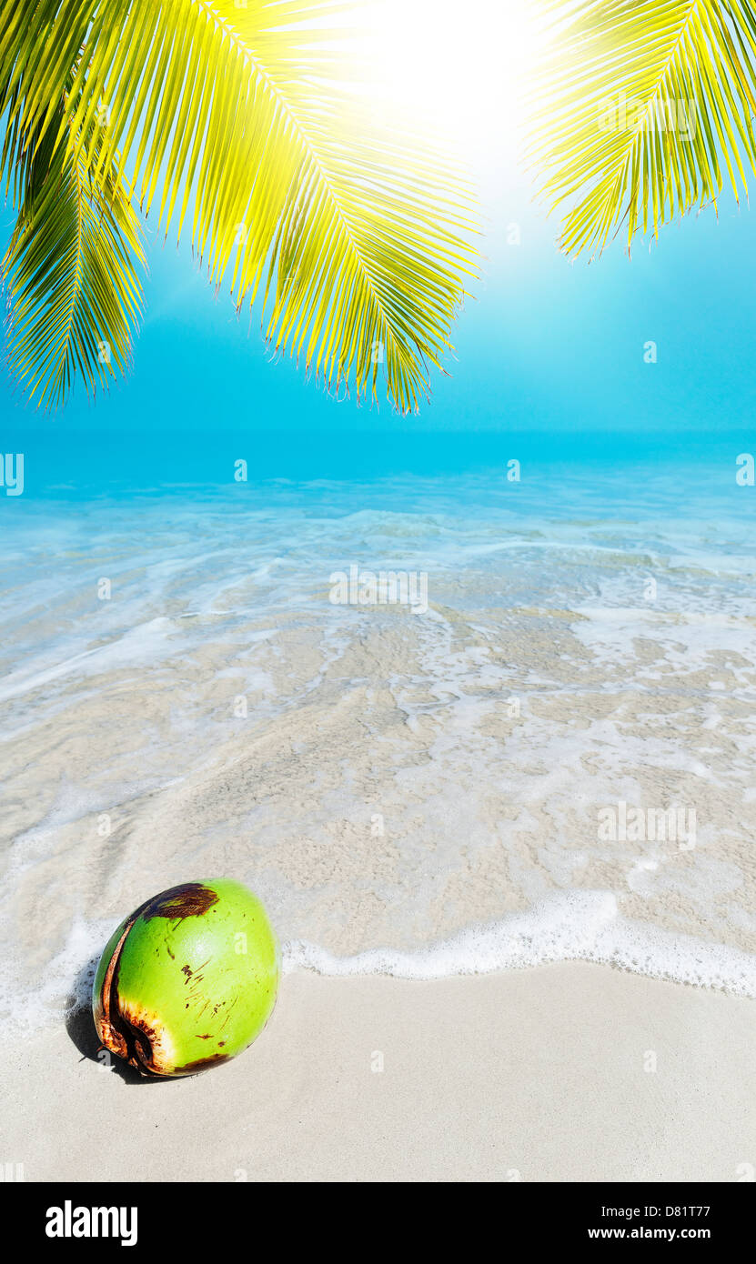 Coconut on a sand Stock Photo - Alamy