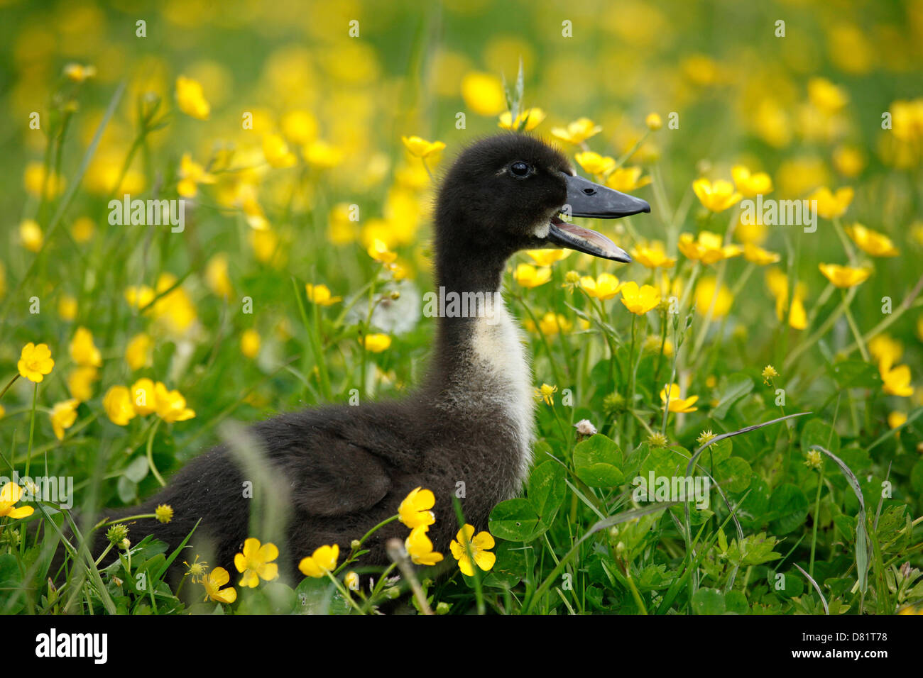 Duck with opened beak hi-res stock photography and images - Alamy