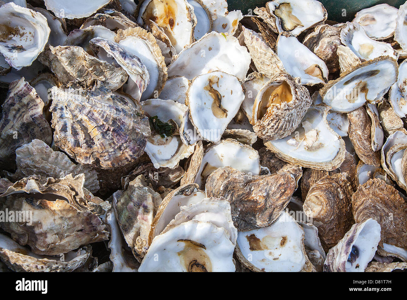 Empty oyster shells Whitstable Stock Photo - Alamy