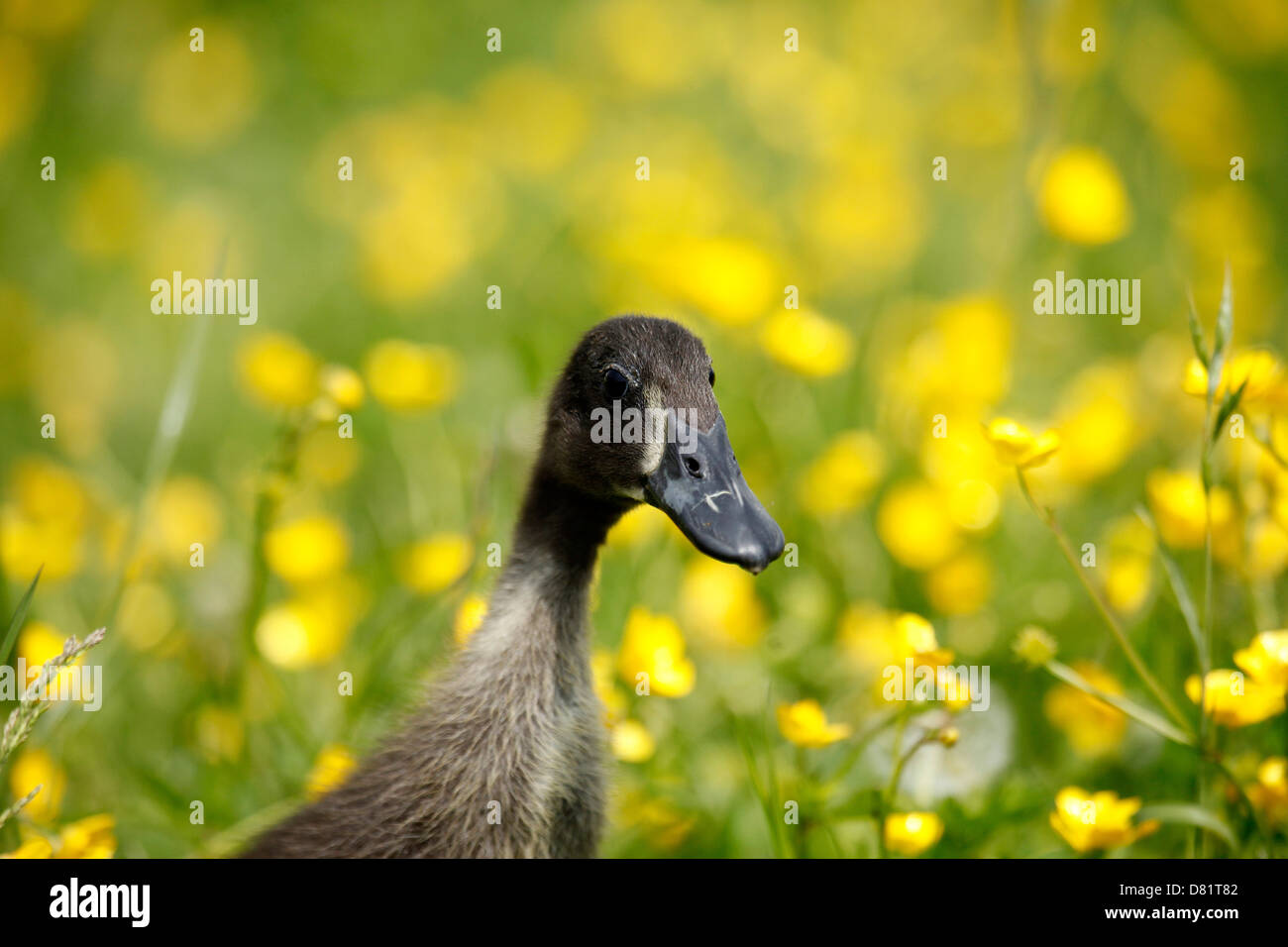 Black indian runner ducks hi-res stock photography and images - Alamy