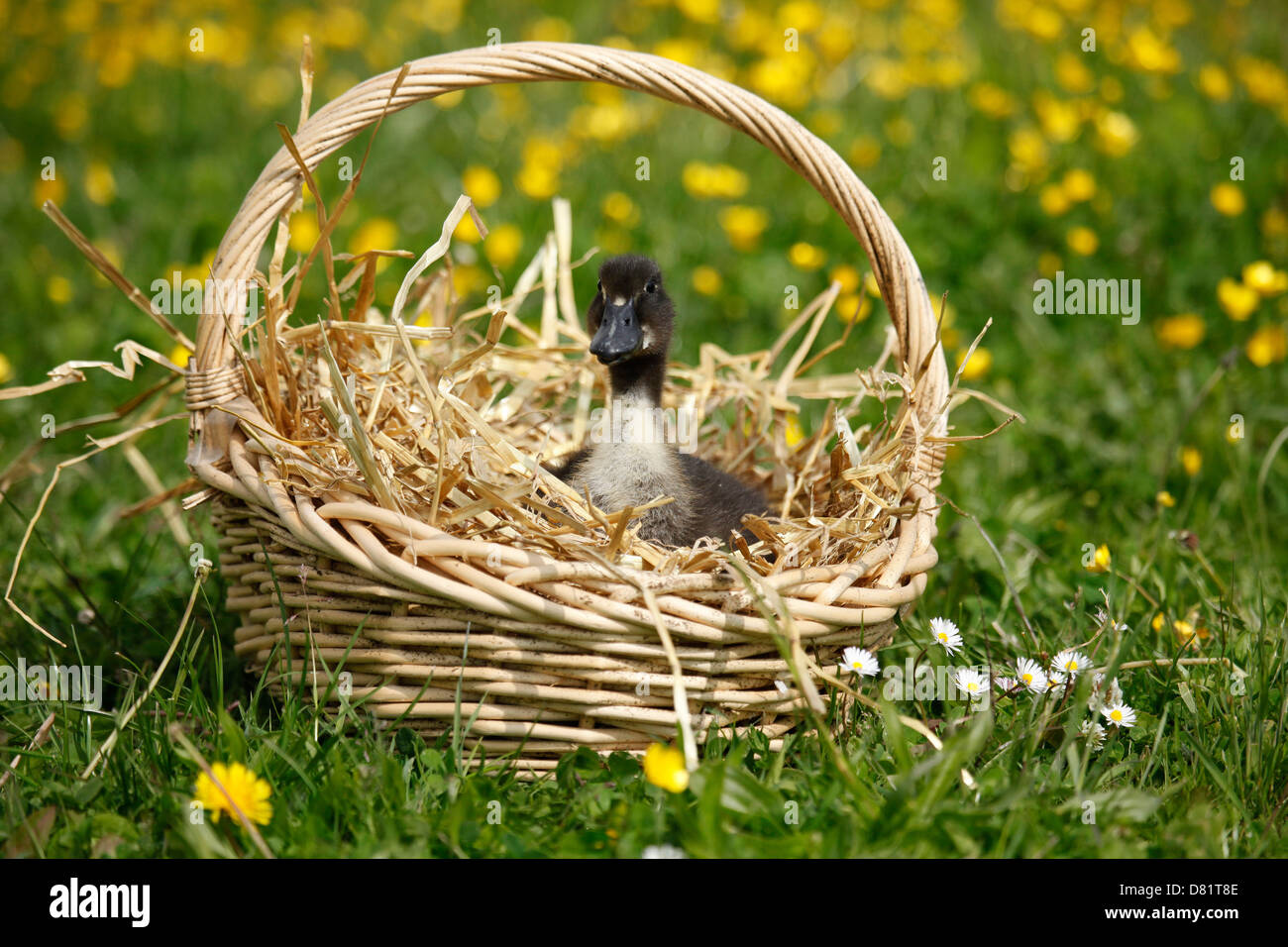 Laying duck hi-res stock photography and images - Alamy