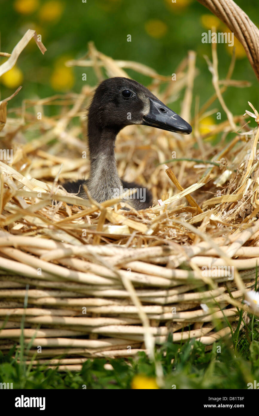Black indian runner ducks hi-res stock photography and images - Alamy