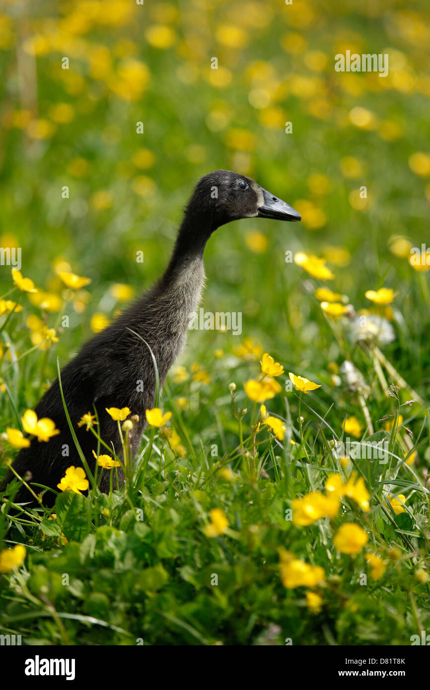 Black indian runner ducks hi-res stock photography and images - Alamy