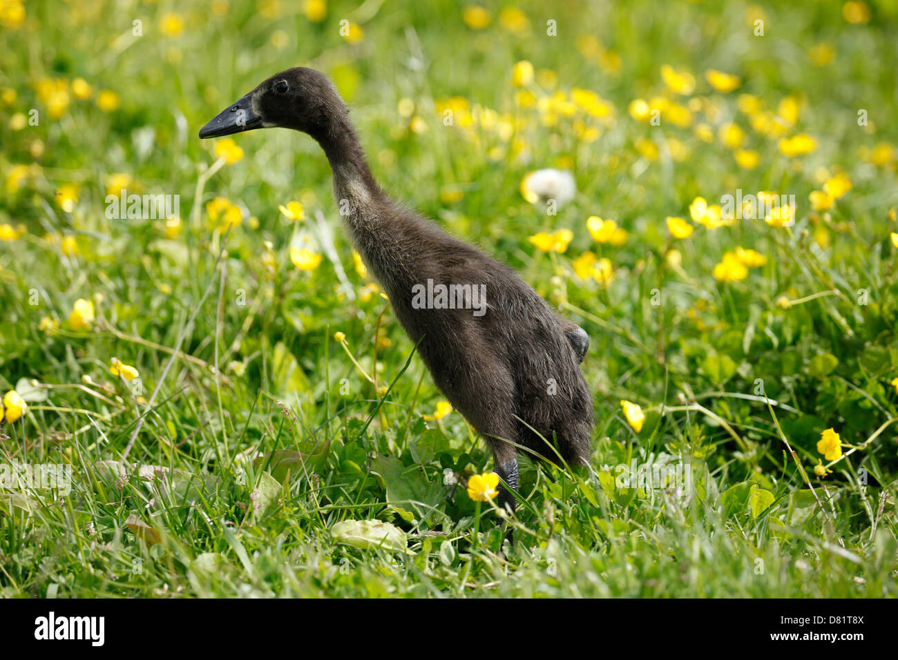 Black indian runner ducks hi-res stock photography and images - Alamy