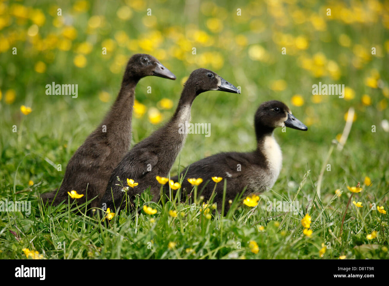 Black indian runner ducks hi-res stock photography and images - Alamy