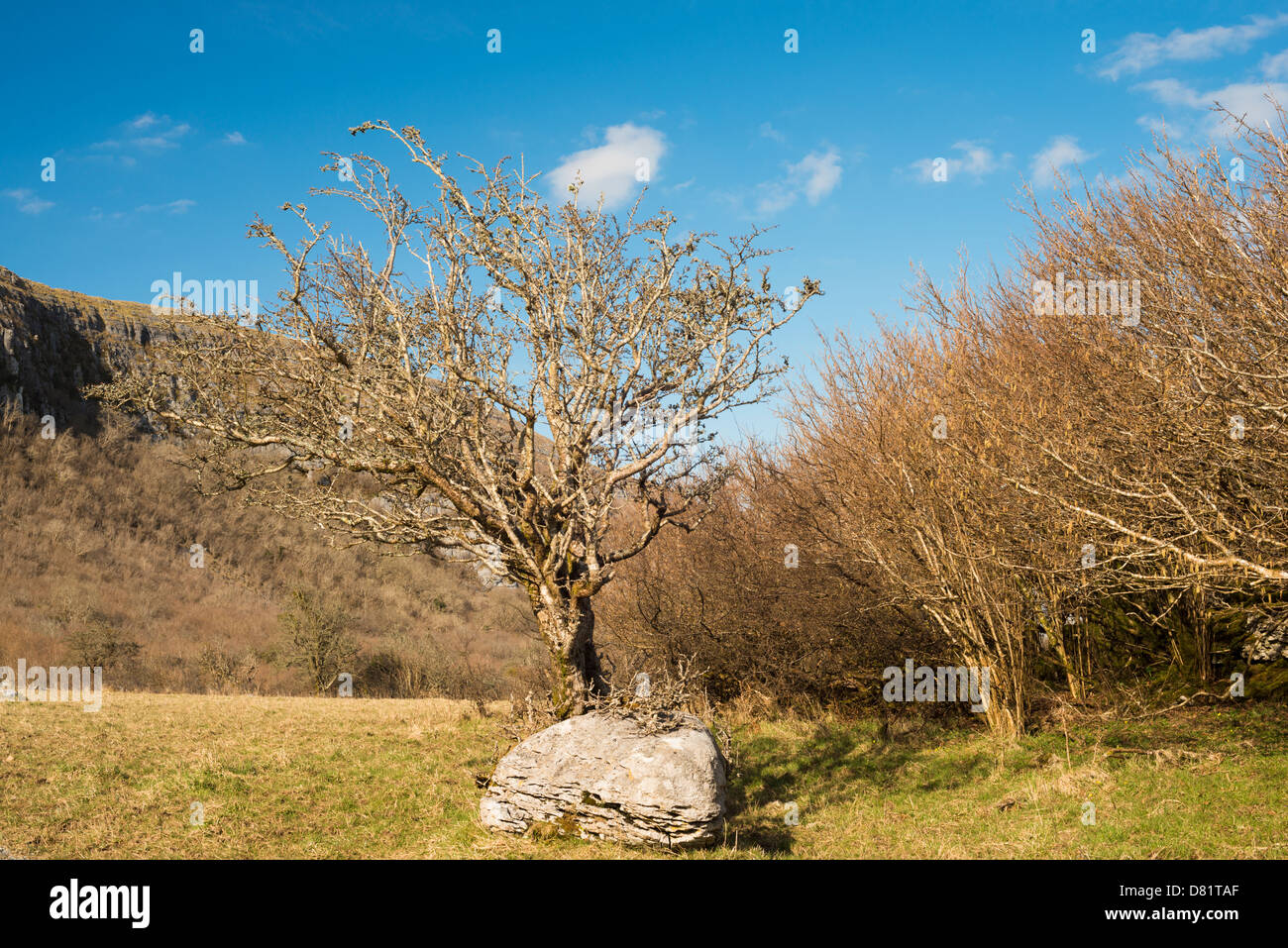 Hawthorn tree and hazel scrub in early spring at Keelhilla National ...