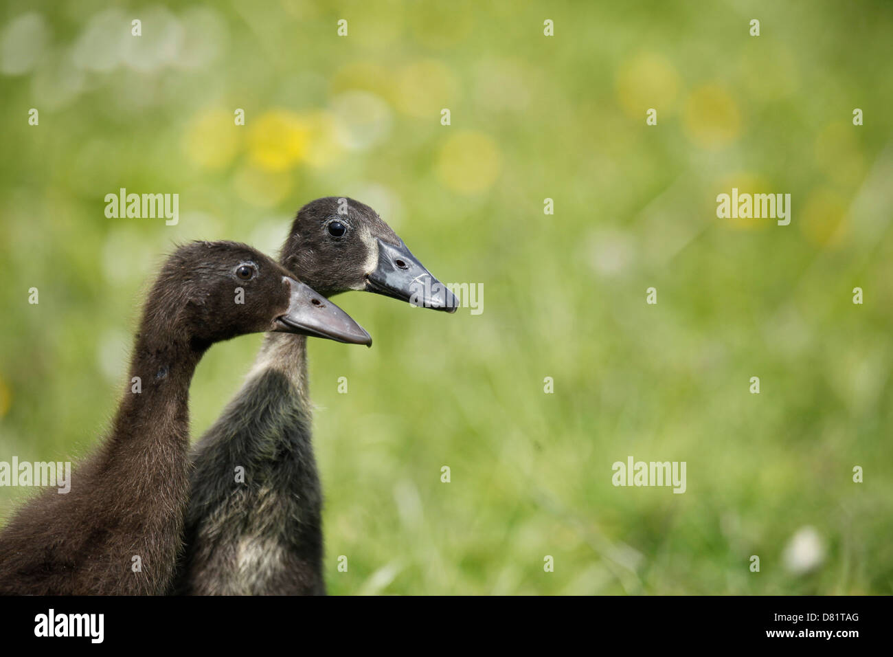 Black indian runner ducks hi-res stock photography and images - Alamy