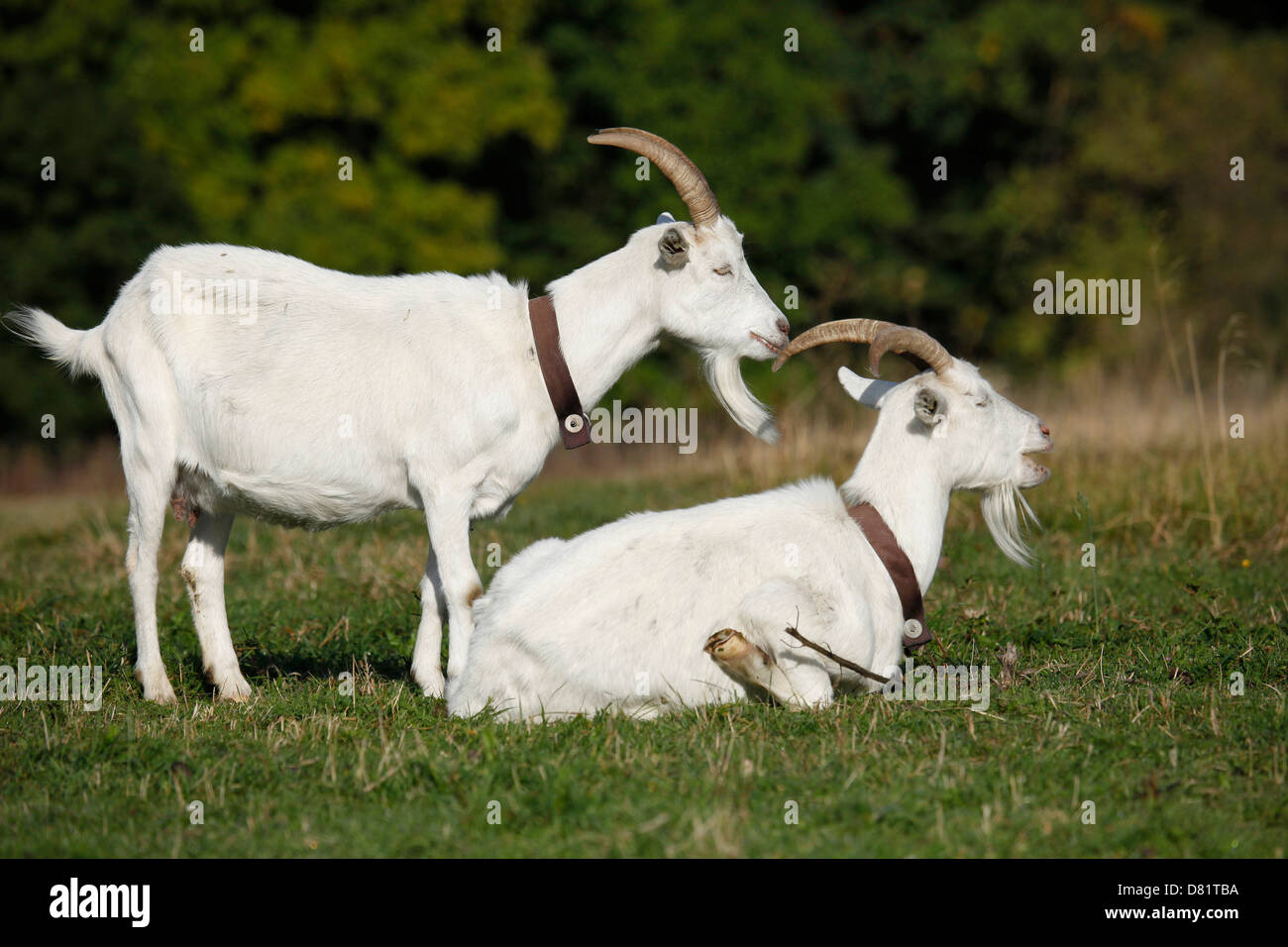 White german goats horn hi-res stock photography and images - Alamy
