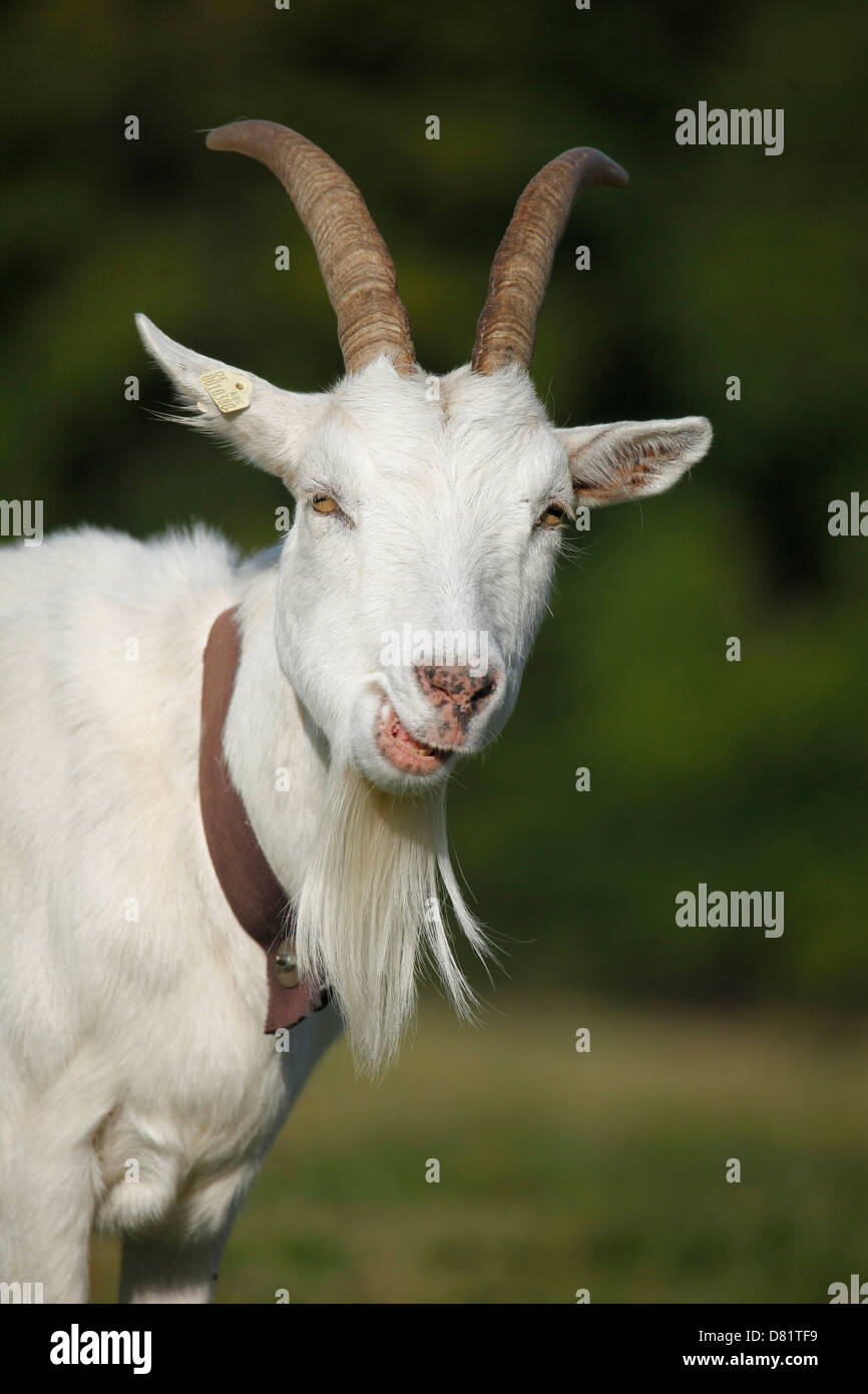 white german goat Stock Photo - Alamy