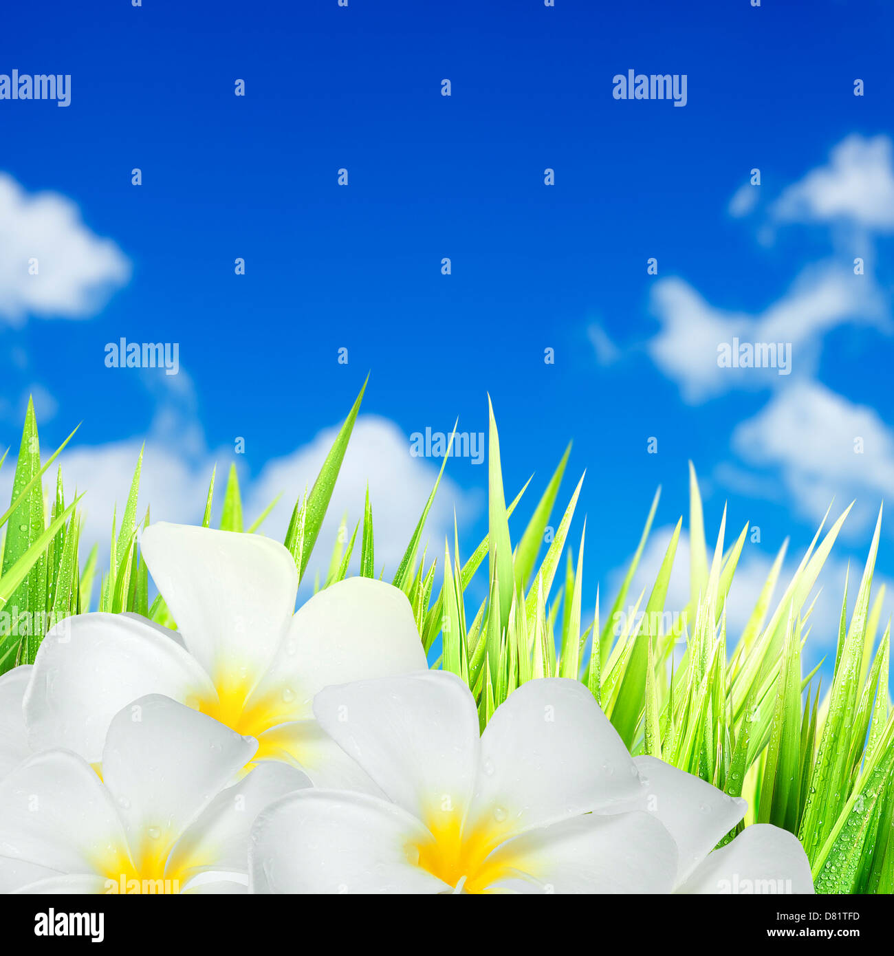 Green grass and white flowers. Square composition Stock Photo - Alamy