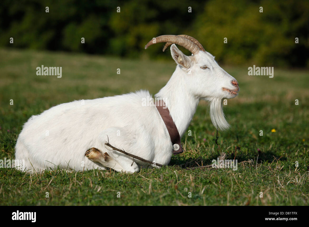 White german goats horn hi-res stock photography and images - Alamy