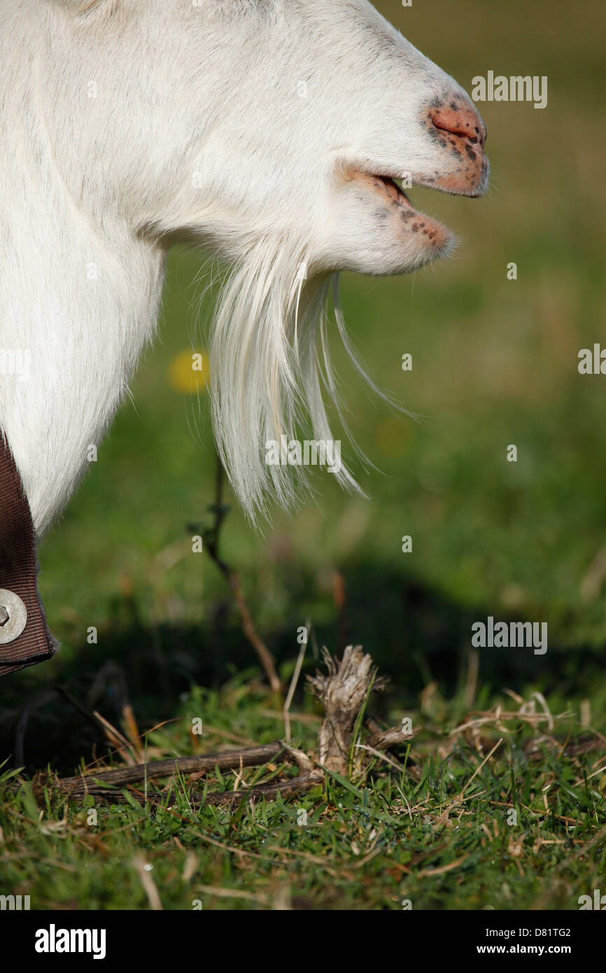 white german goat Stock Photo - Alamy