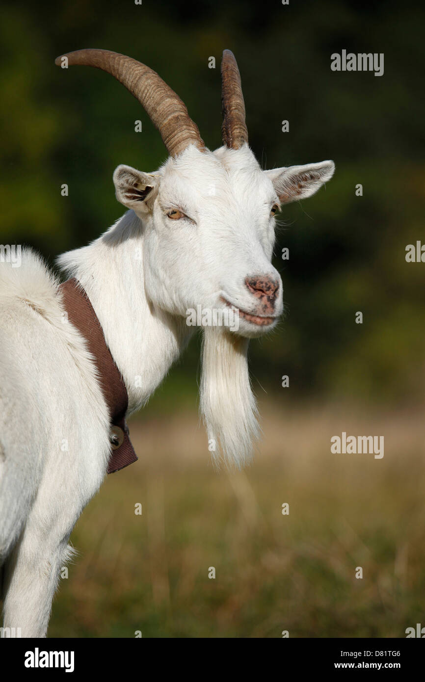 white german goat Stock Photo - Alamy