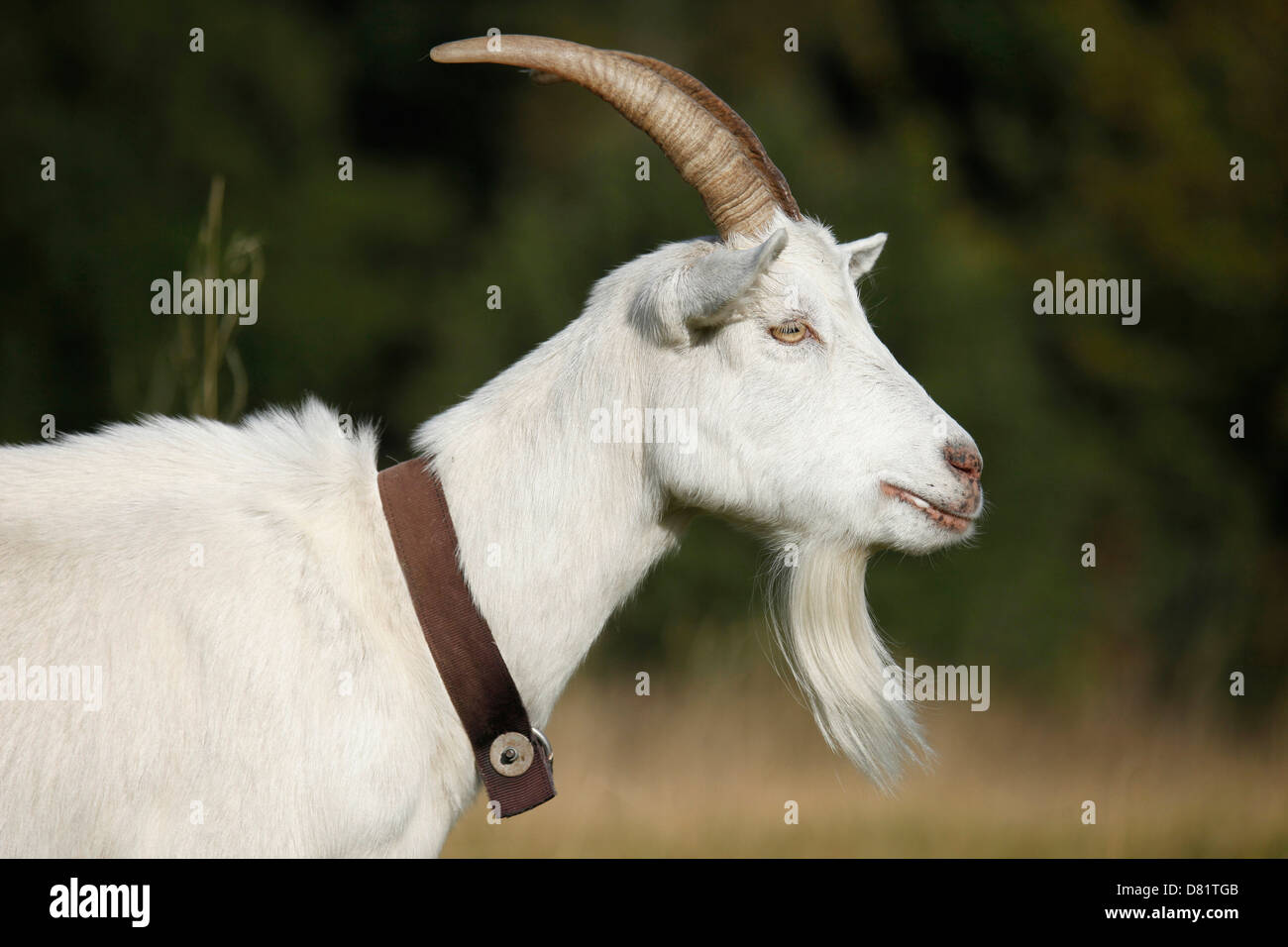 white german goat Stock Photo - Alamy