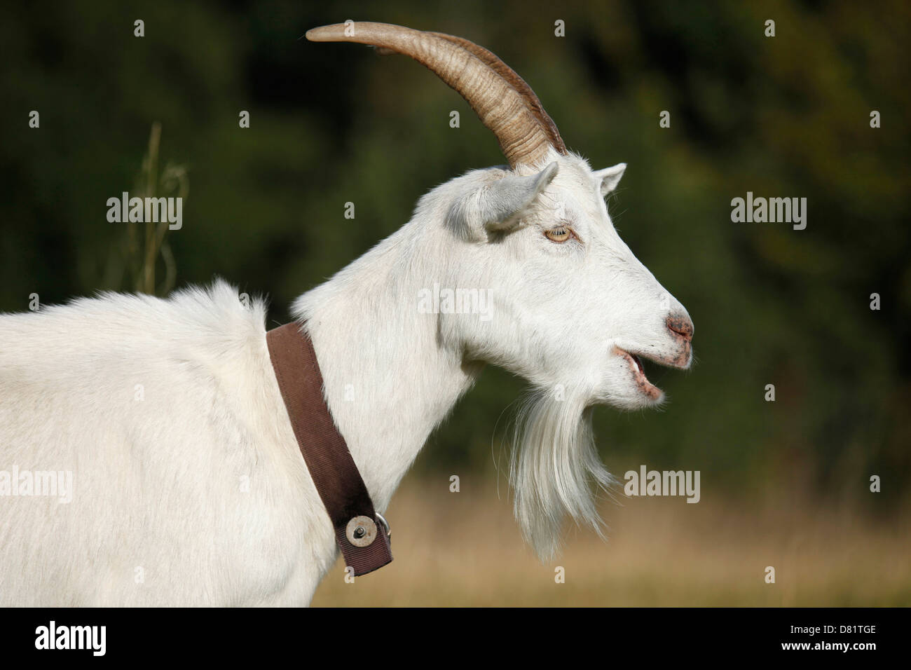 White german goats horn hi-res stock photography and images - Alamy