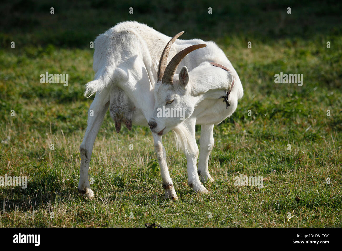 white german goat Stock Photo - Alamy
