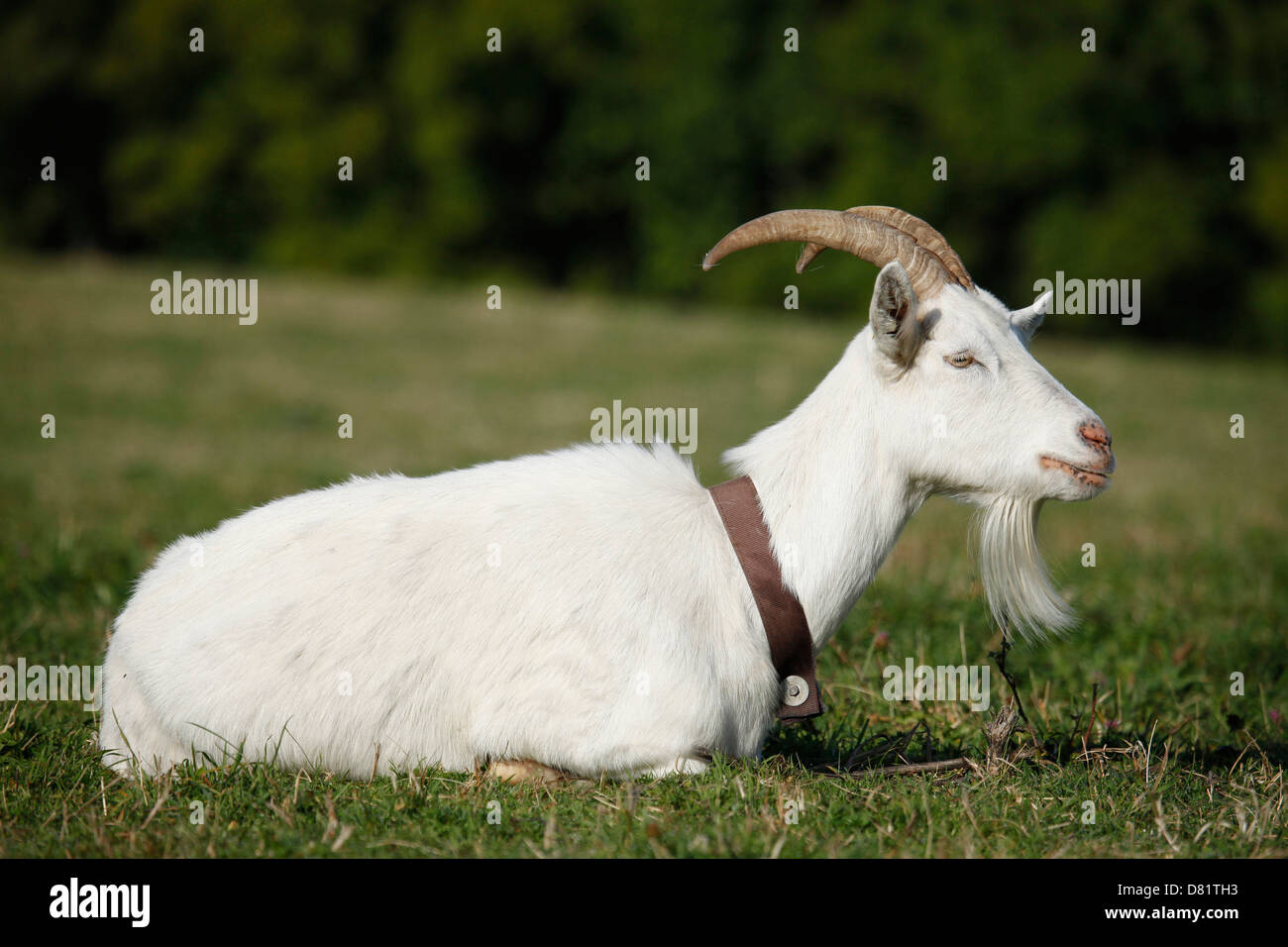 white german goat Stock Photo - Alamy