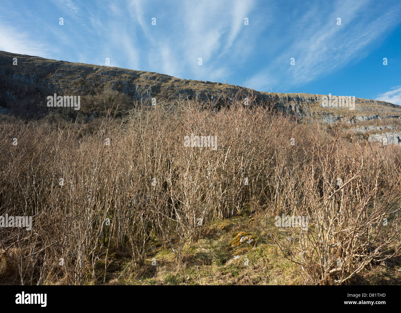 Hazel scrub in early spring at Keelhilla National Nature Reserve, the ...