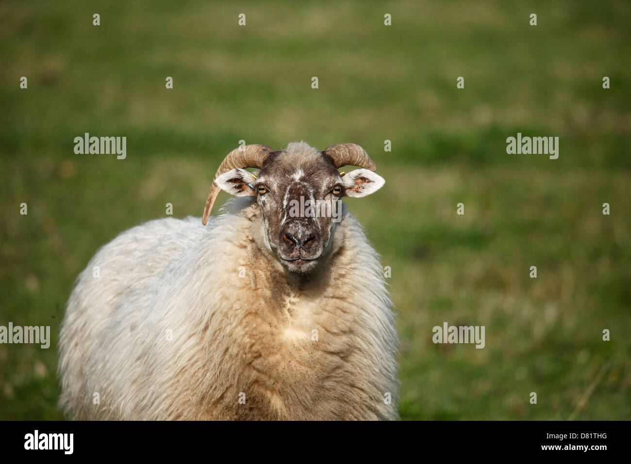 Sheep's horns hi-res stock photography and images - Alamy