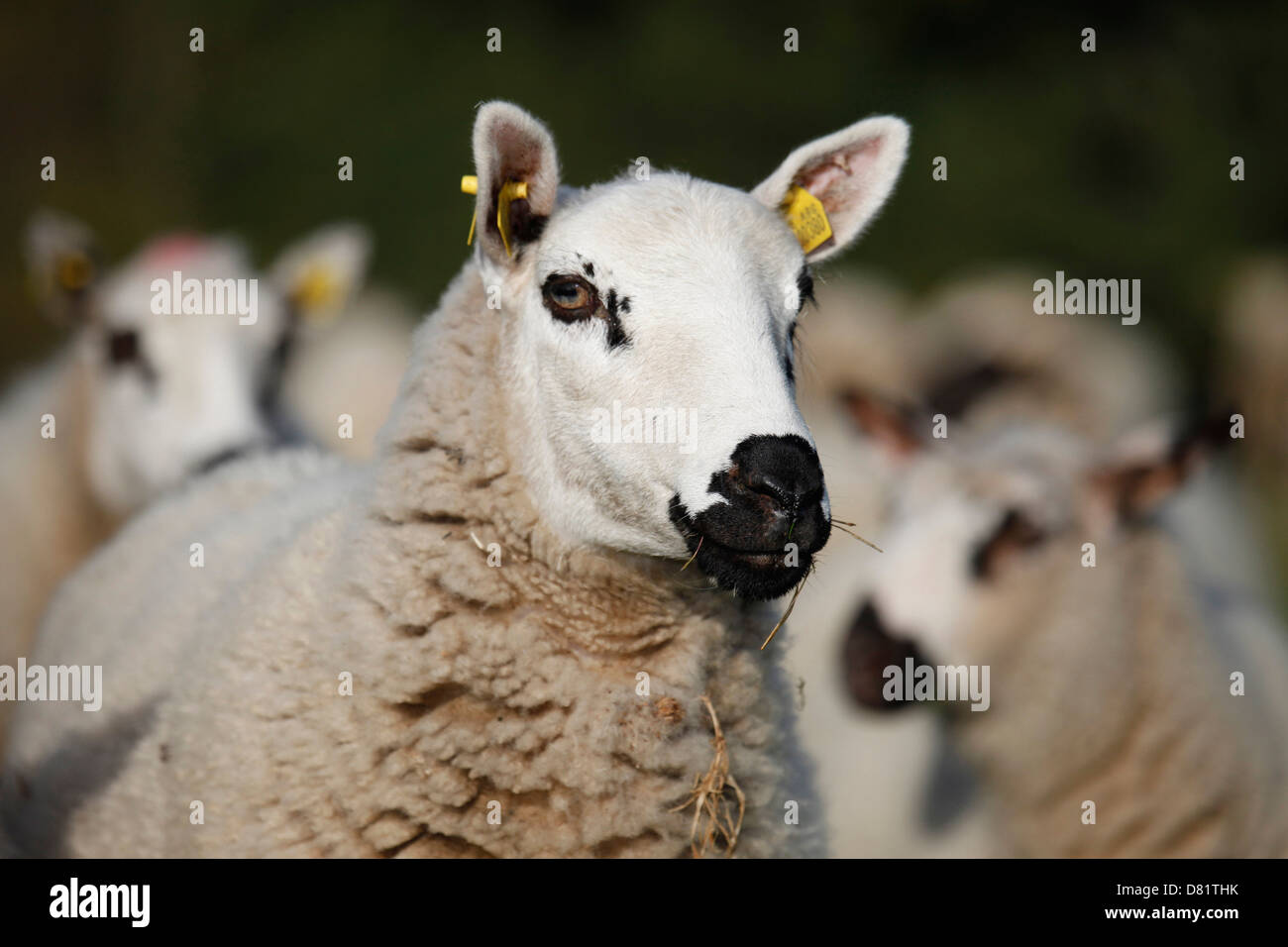 Sheeps heads hi-res stock photography and images - Alamy