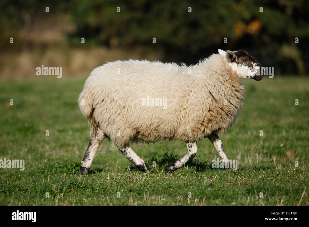 Trotting sheep hi-res stock photography and images - Alamy