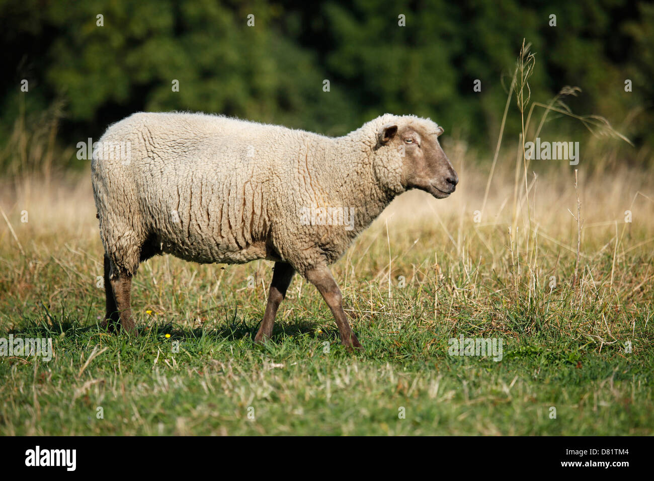 Movement of sheep hi-res stock photography and images - Alamy