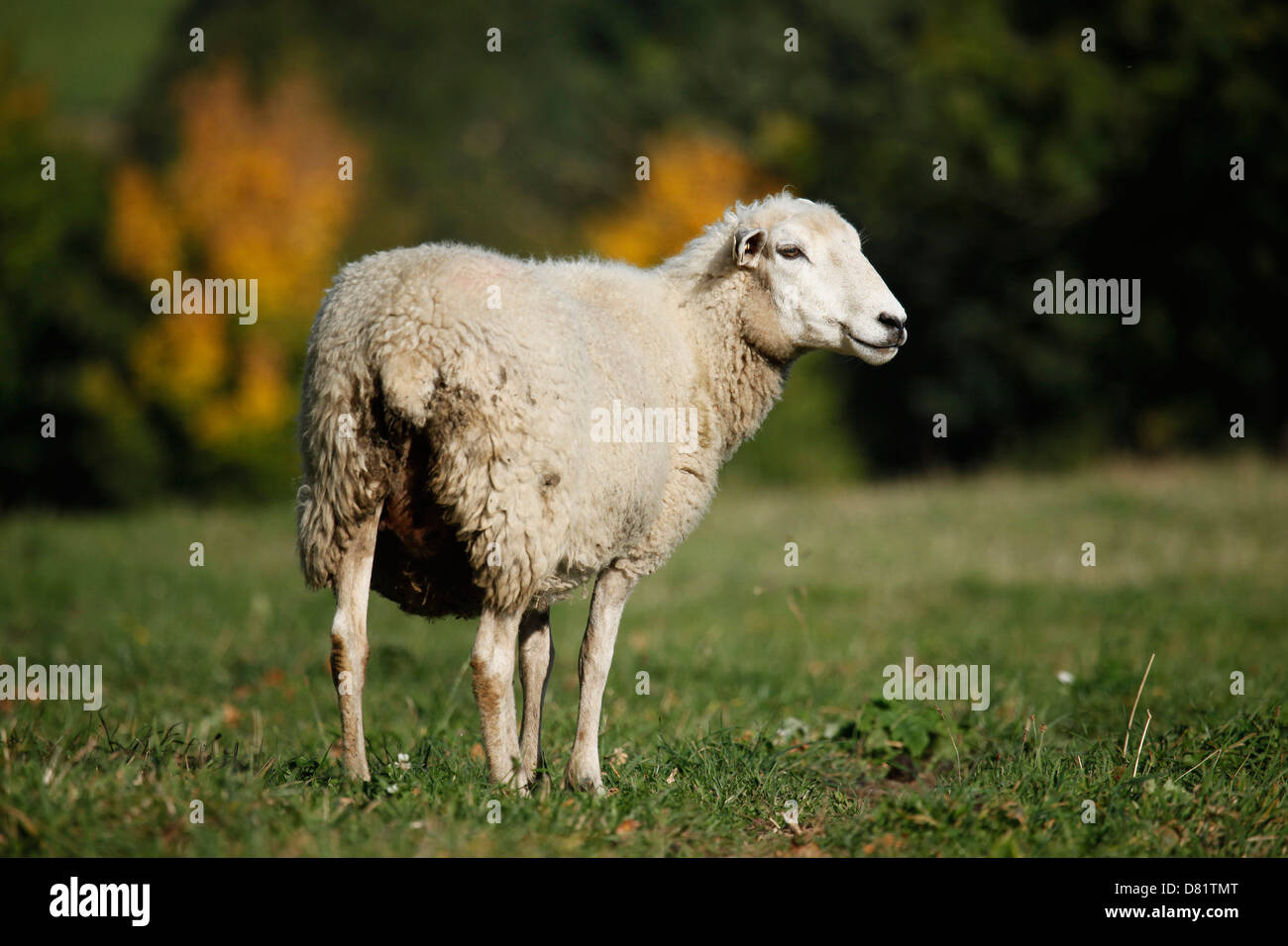 Sheep backside hi-res stock photography and images - Alamy