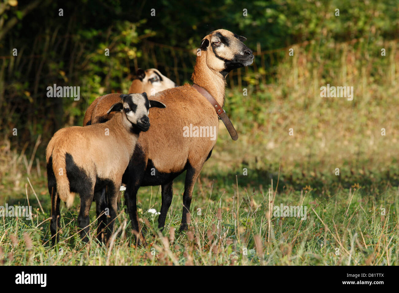 3 three sheep standing hi-res stock photography and images - Alamy
