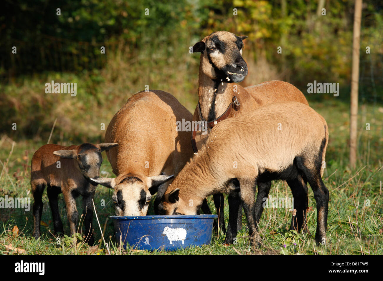 Sheep drinking trough hi-res stock photography and images - Alamy