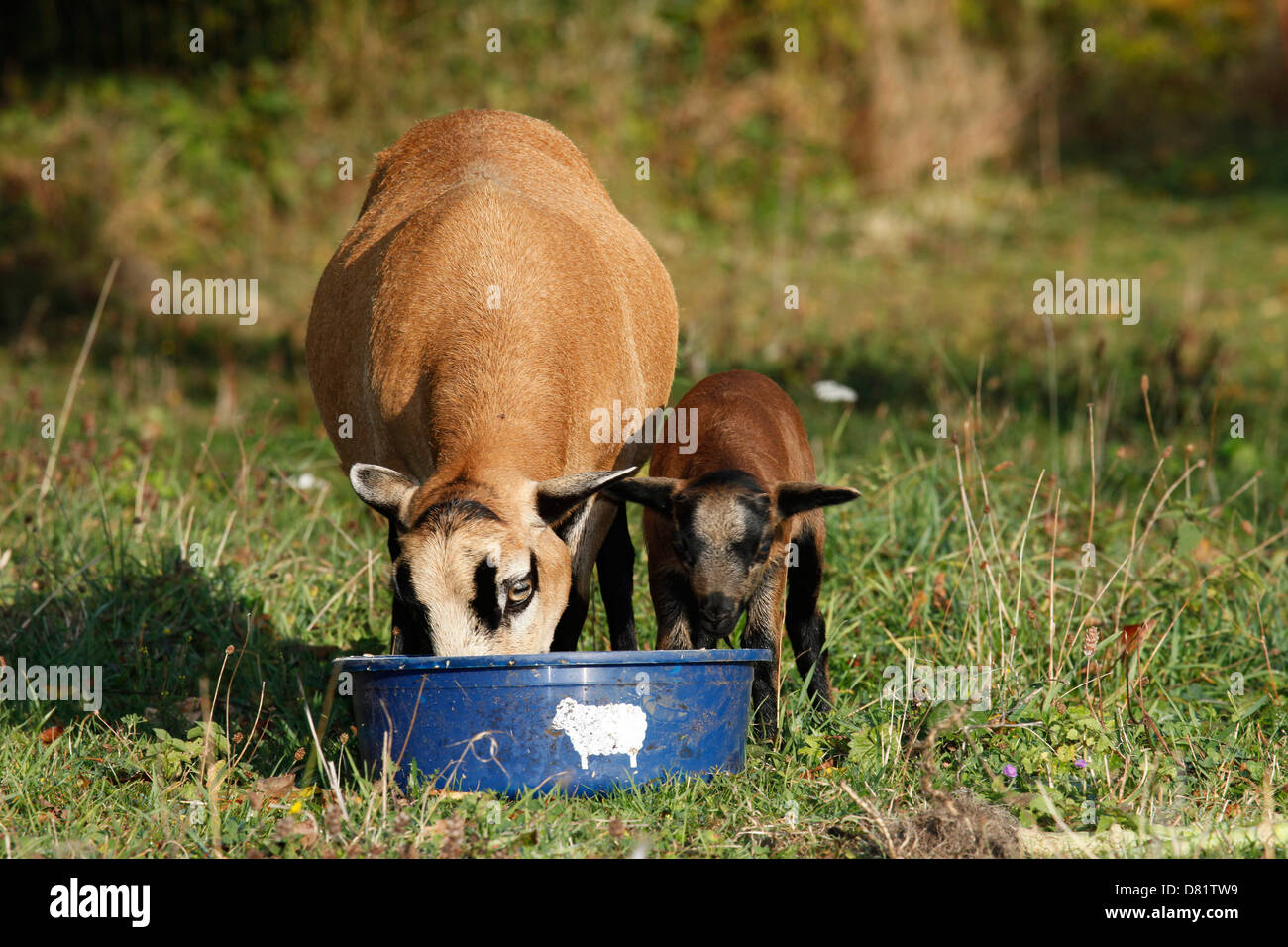 Sheep drinking trough hi-res stock photography and images - Alamy