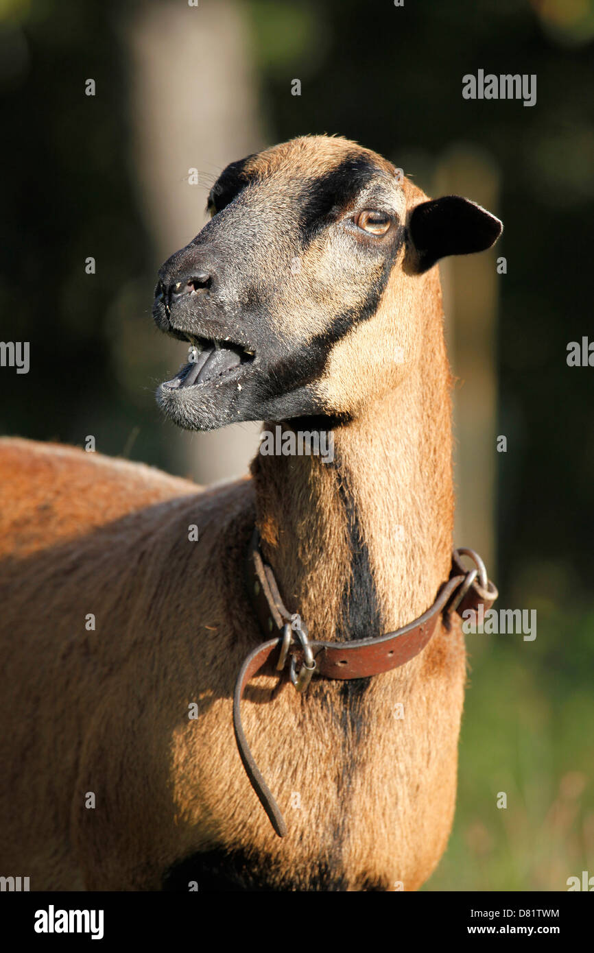 Sheep chews hi-res stock photography and images - Alamy