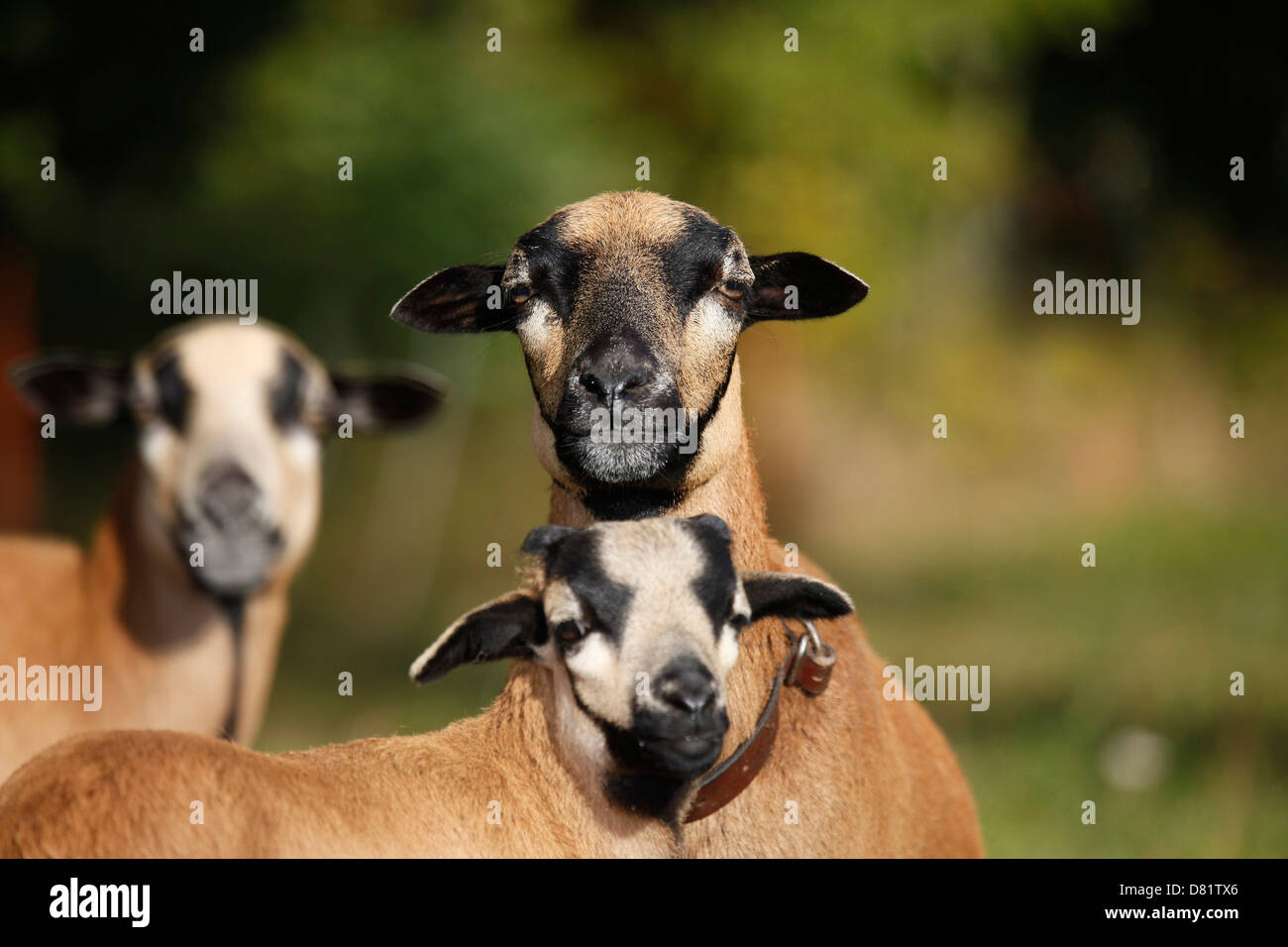Three sheep heads hi-res stock photography and images - Alamy