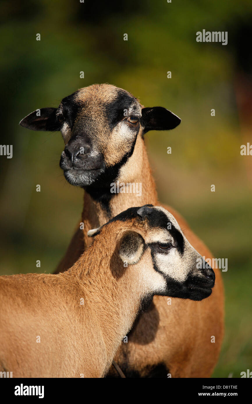 Two sheeps heads hi-res stock photography and images - Alamy