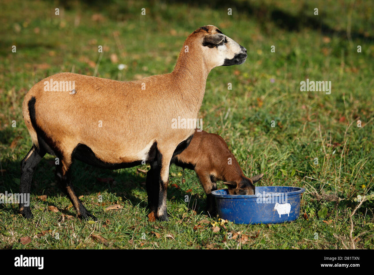 Sheep drinking trough hi-res stock photography and images - Alamy