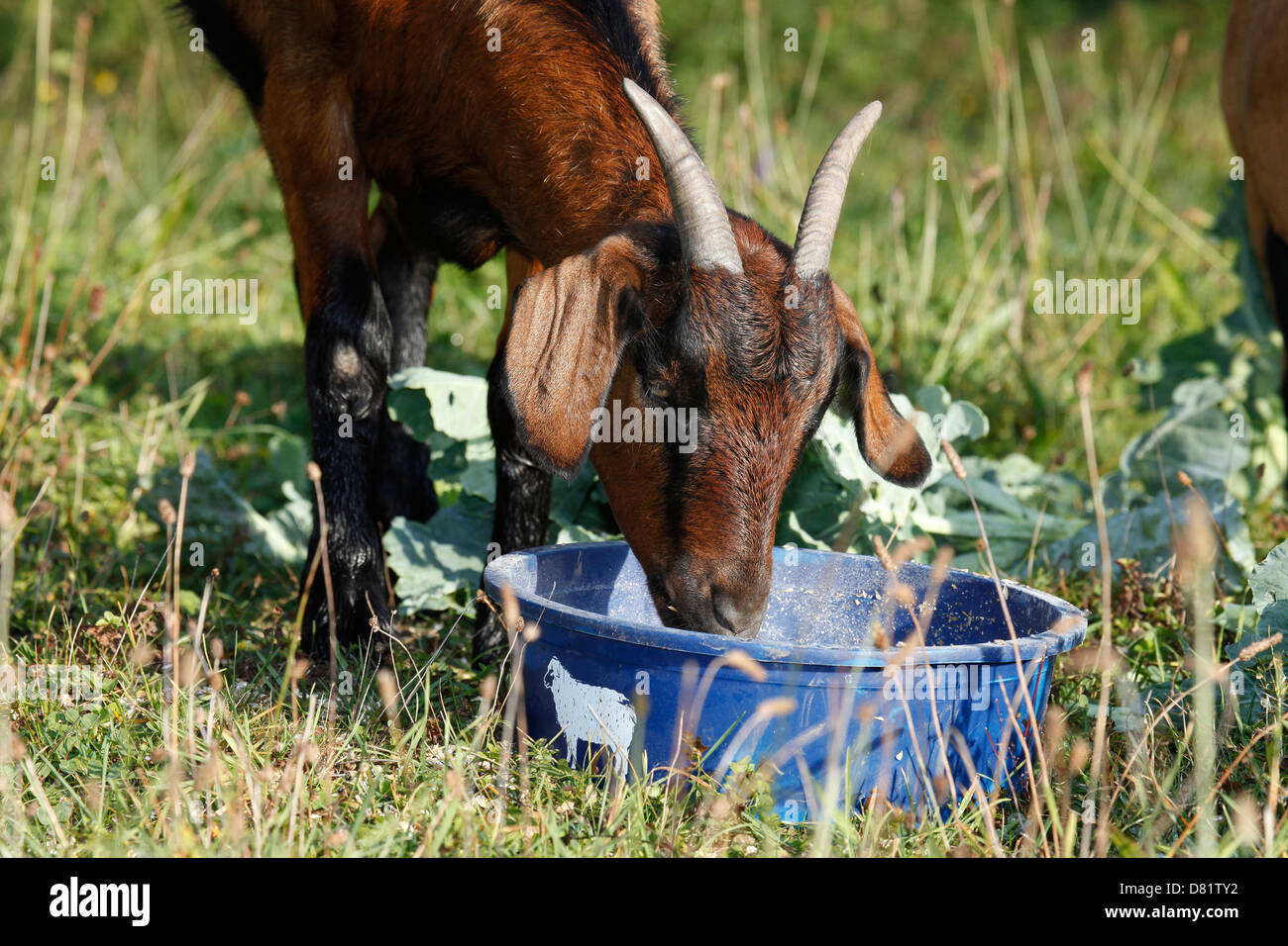 Food troughs hi-res stock photography and images - Alamy