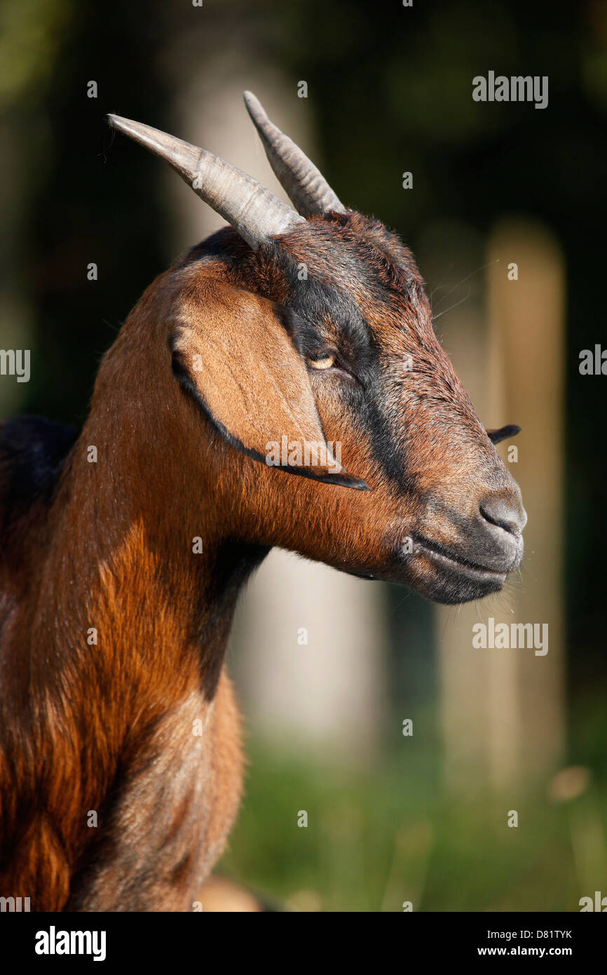 Goat goats side female hi-res stock photography and images - Alamy