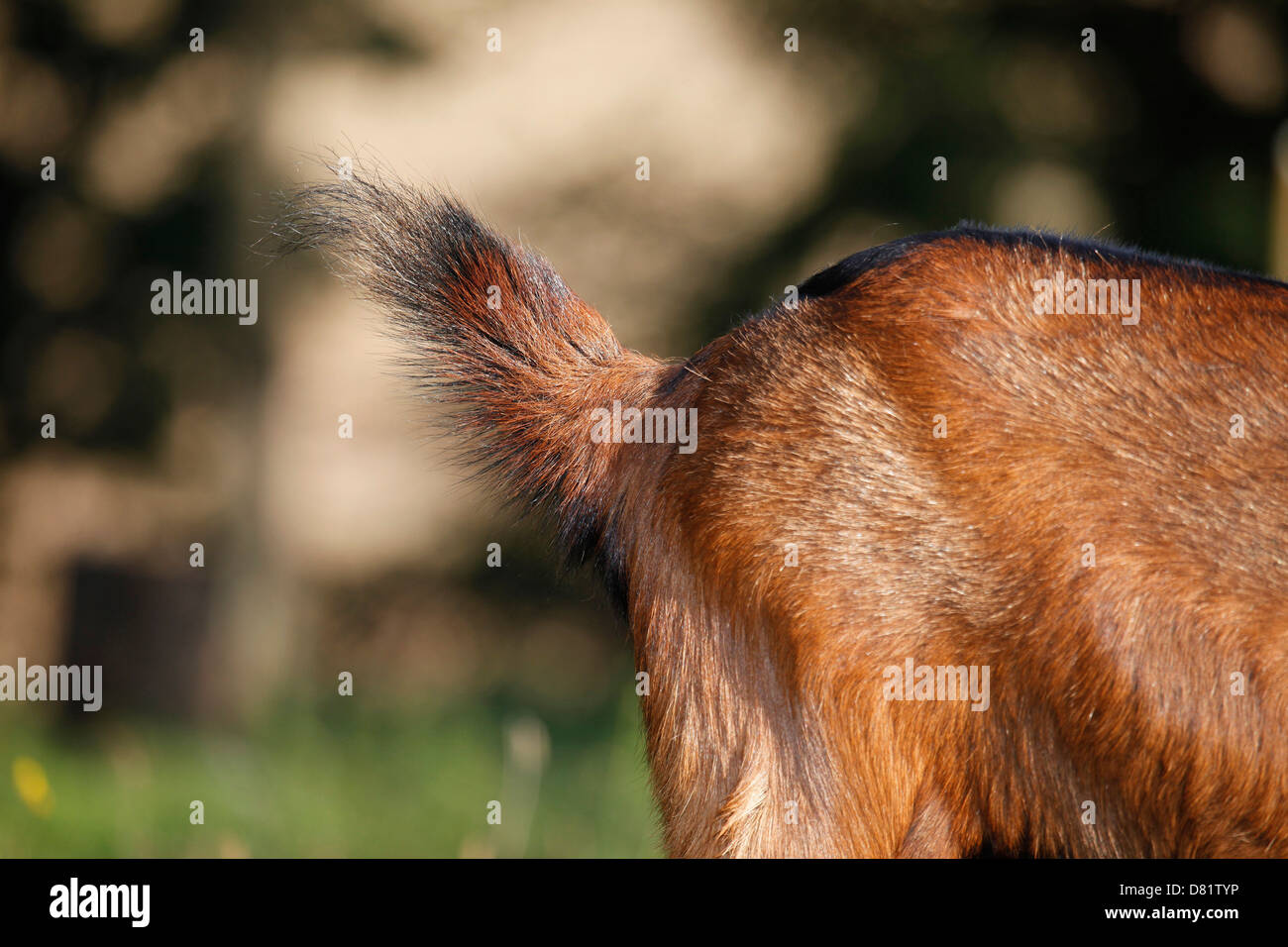 Goats tail hi-res stock photography and images - Alamy