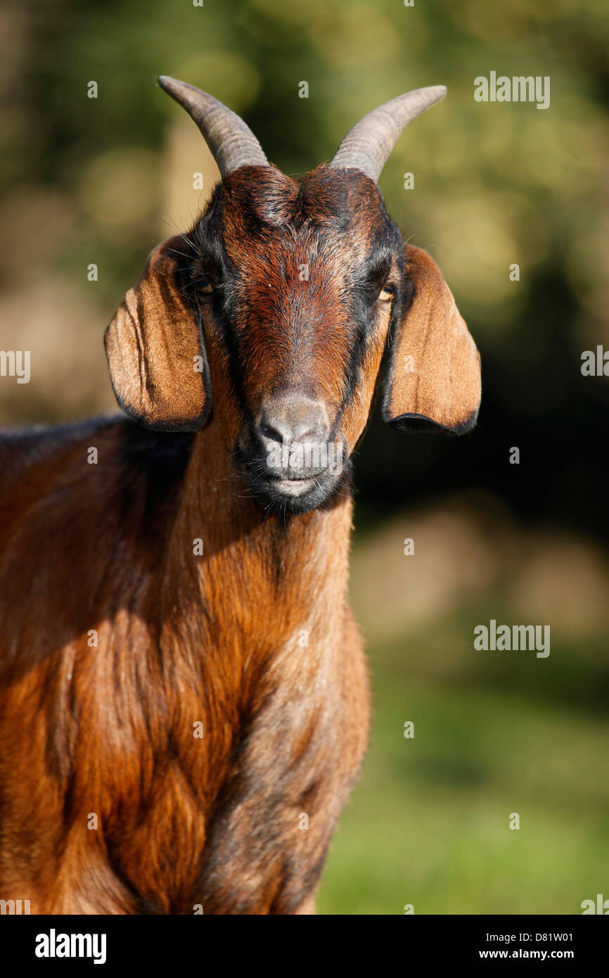 Goat frontal hi-res stock photography and images - Alamy