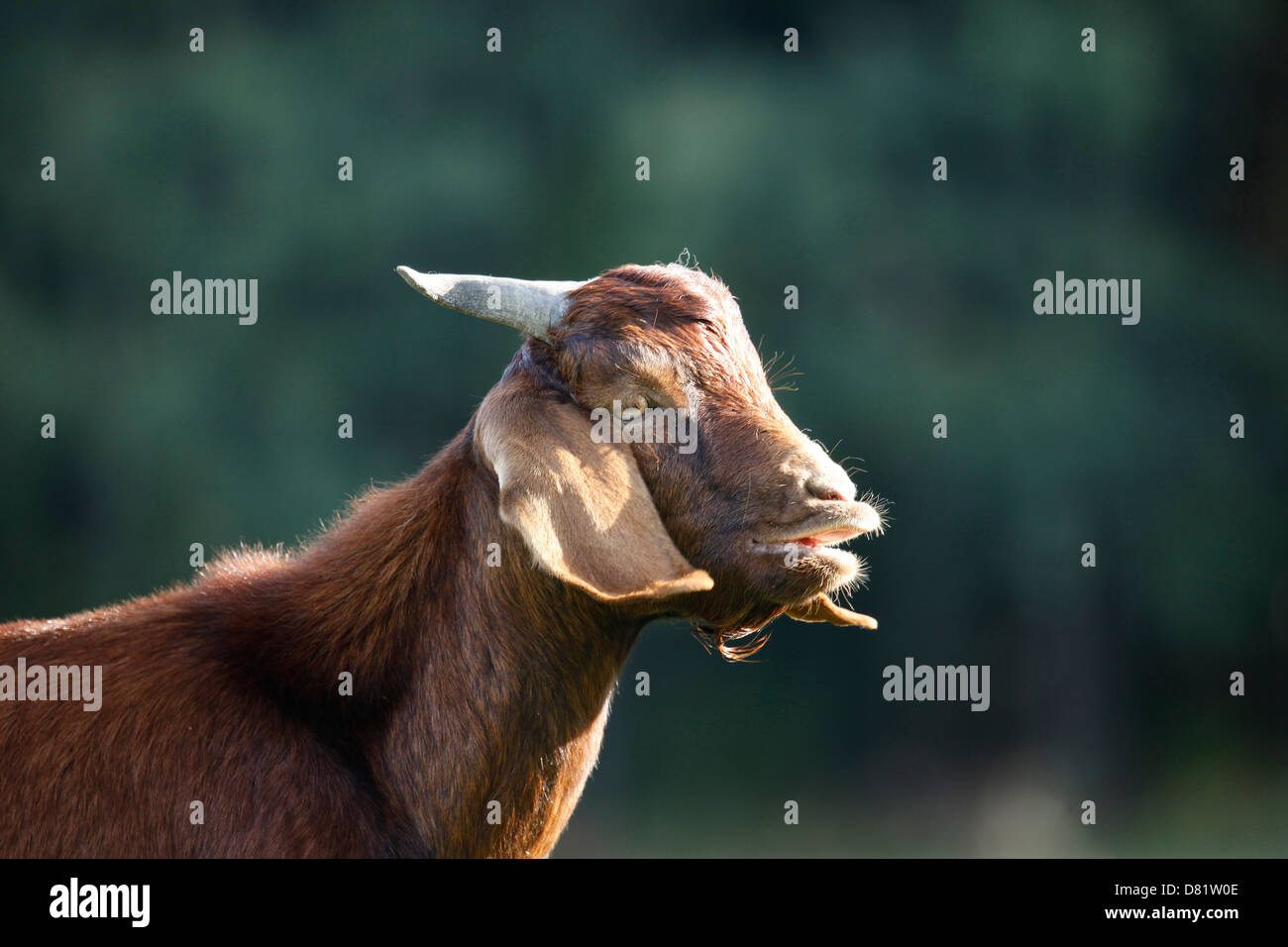 Lop eared goats hi-res stock photography and images - Alamy