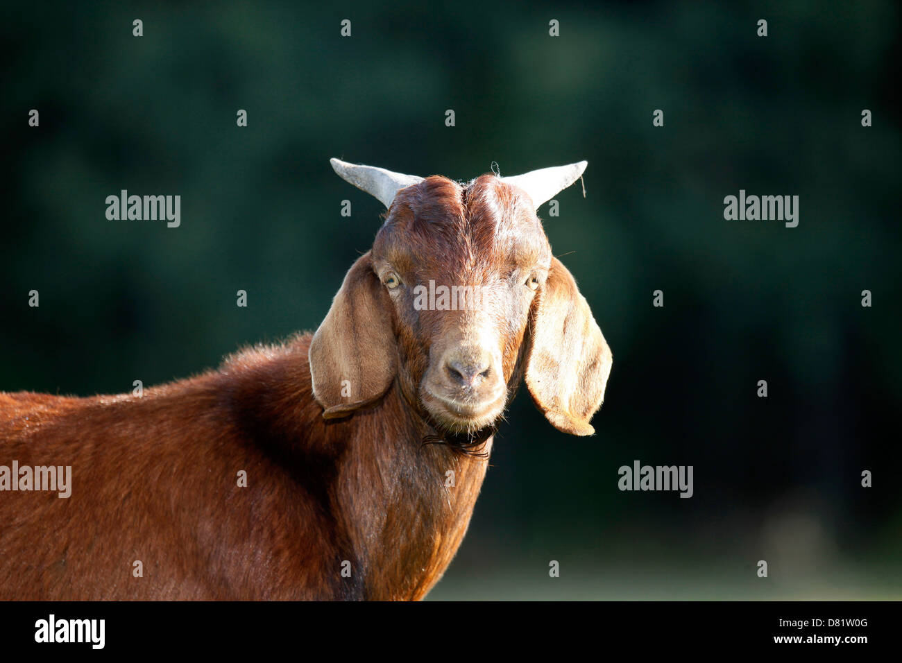 Lop eared goats hi-res stock photography and images - Alamy