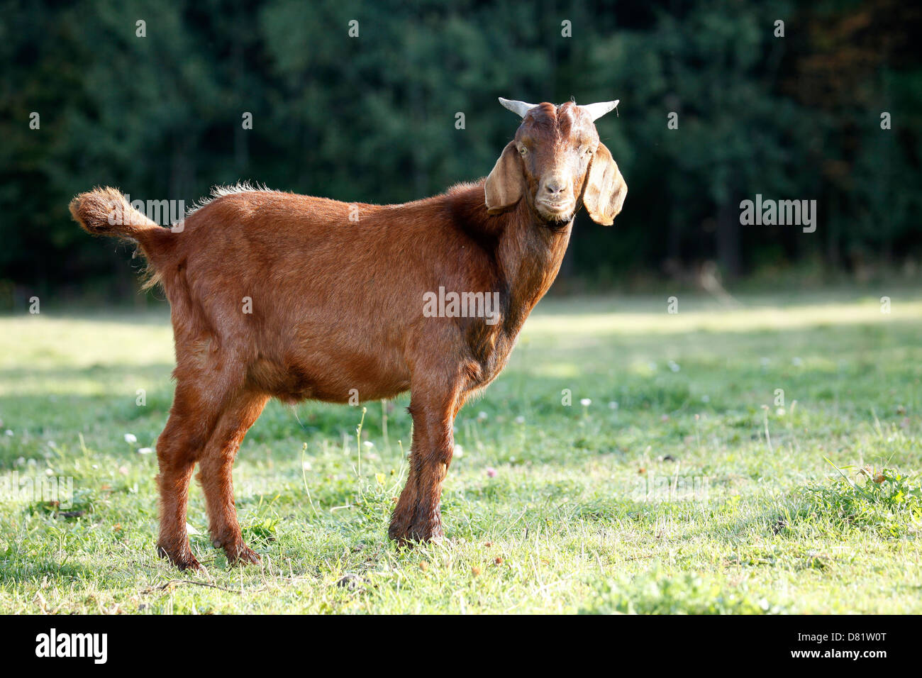 Goat with drooping ears hi-res stock photography and images - Alamy