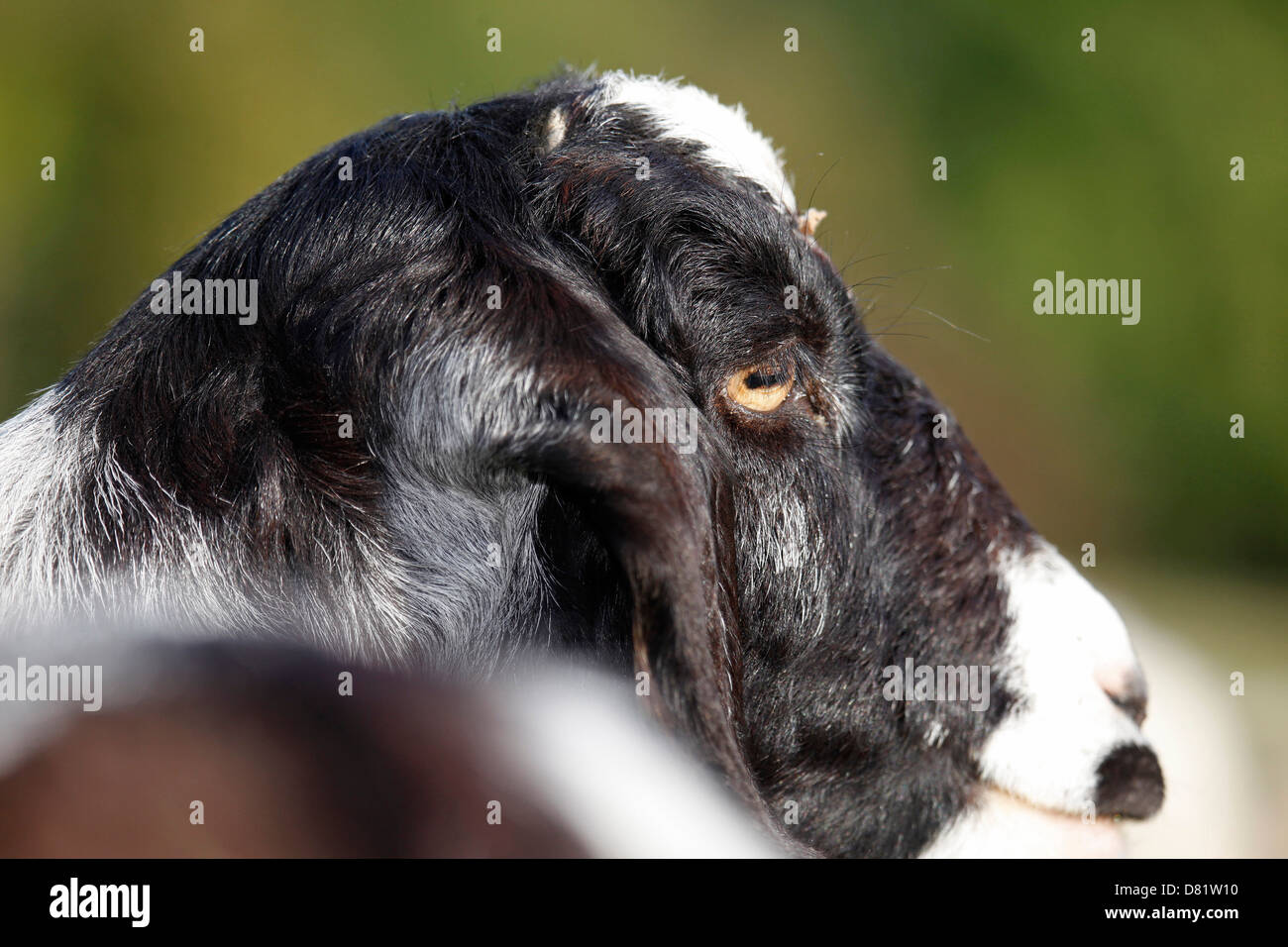 Goat w hi-res stock photography and images - Alamy