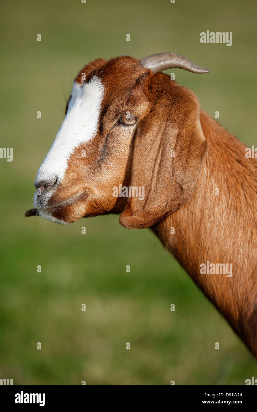 Lop Eared Goat Stock Photos & Lop Eared Goat Stock Images - Alamy