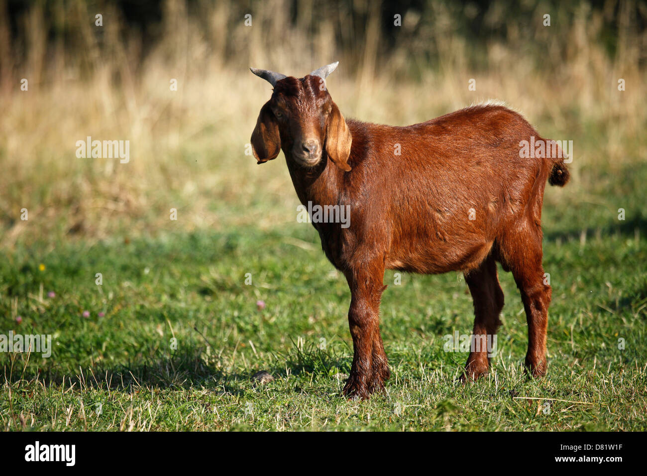 Goat with drooping ears hi-res stock photography and images - Alamy