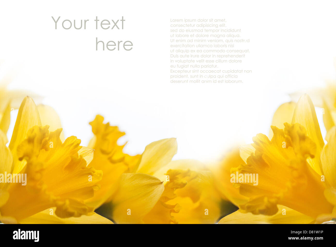beautiful yellow daffodils over white with sample text Stock Photo - Alamy