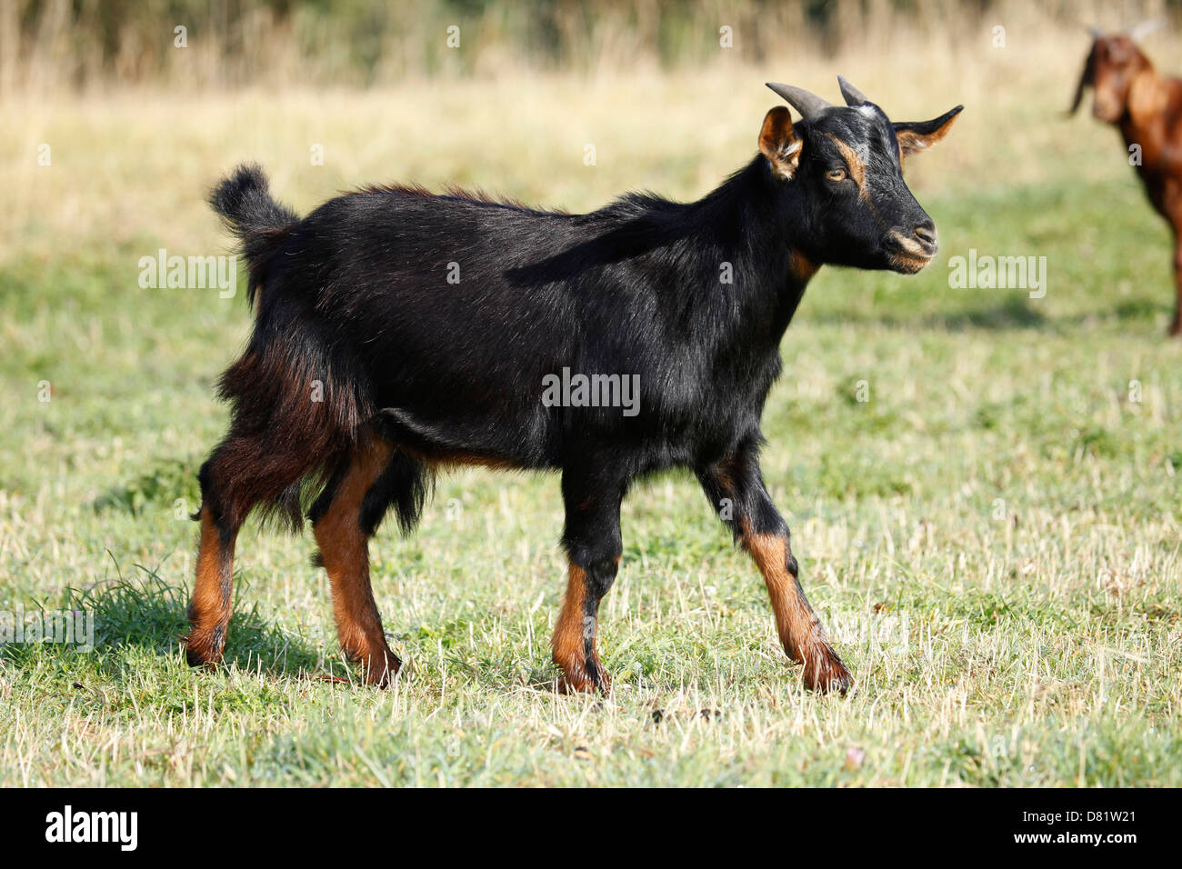 Goat movement hi-res stock photography and images - Alamy