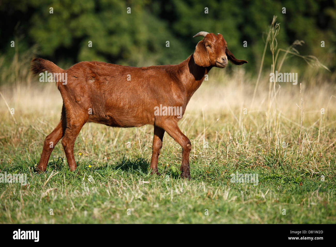 Lop eared goats hi-res stock photography and images - Alamy