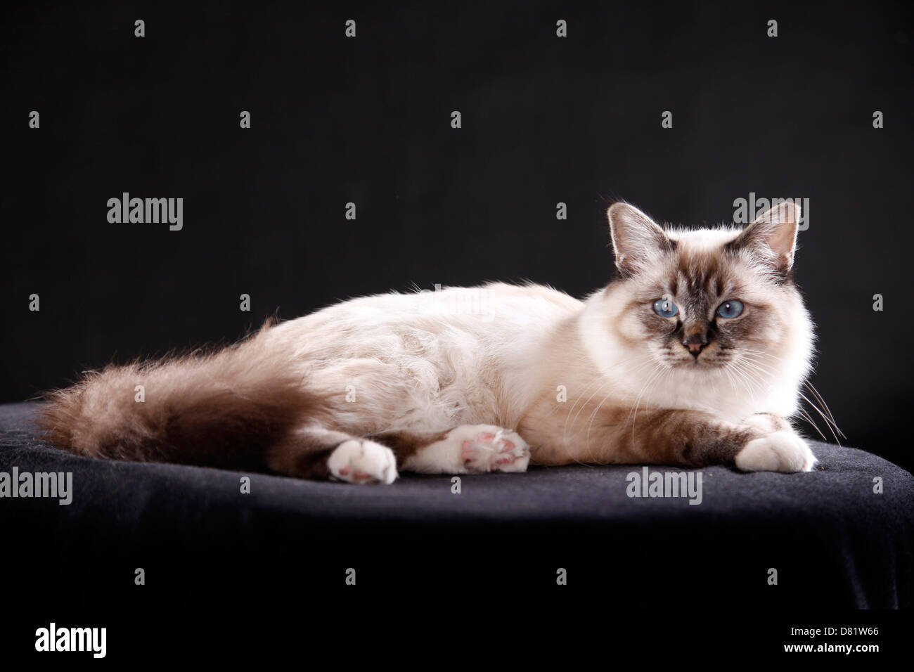 lying Sacred Birman Stock Photo - Alamy