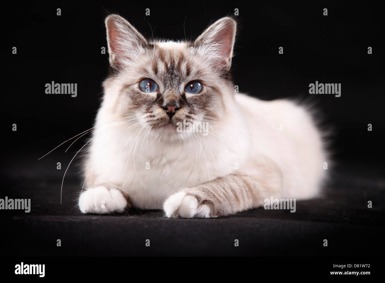 lying Sacred Birman Stock Photo - Alamy