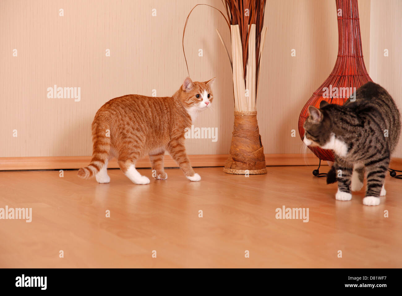 Encountering animals hi-res stock photography and images - Alamy